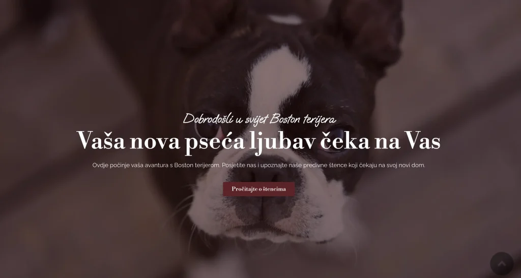 Upoznaj svoj krznenog prijatelja Boston terijera